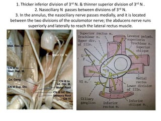 Superior Orbital Fissure 360° | PPTX