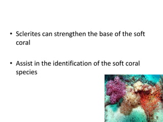 Soft corals & their ecology | PPTX