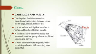 Compressive behavior of soft muscle tissues | PPTX