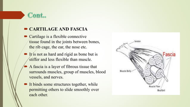 Compressive behavior of soft muscle tissues | PPT