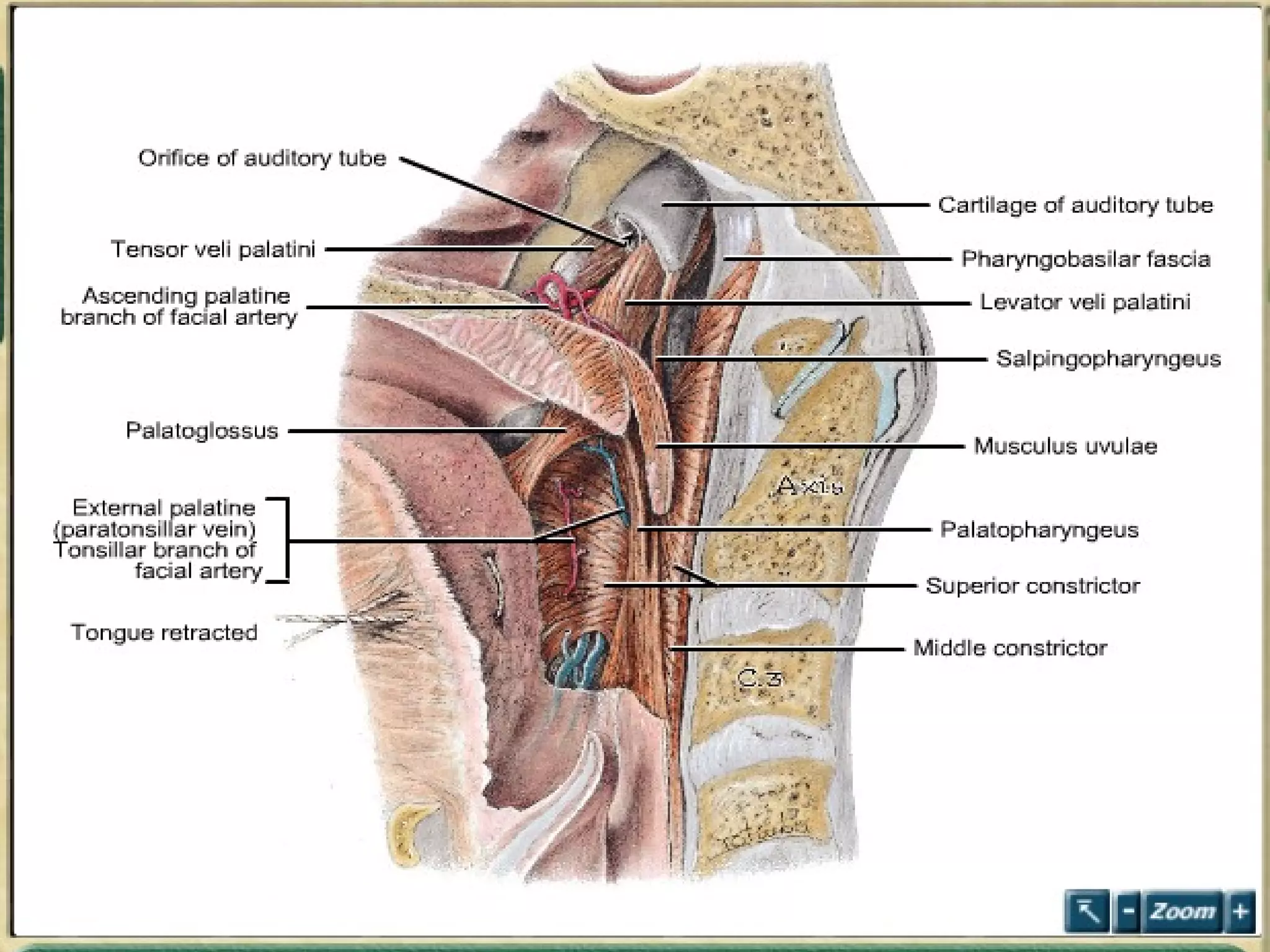 Anatomy of Soft palate | PPT