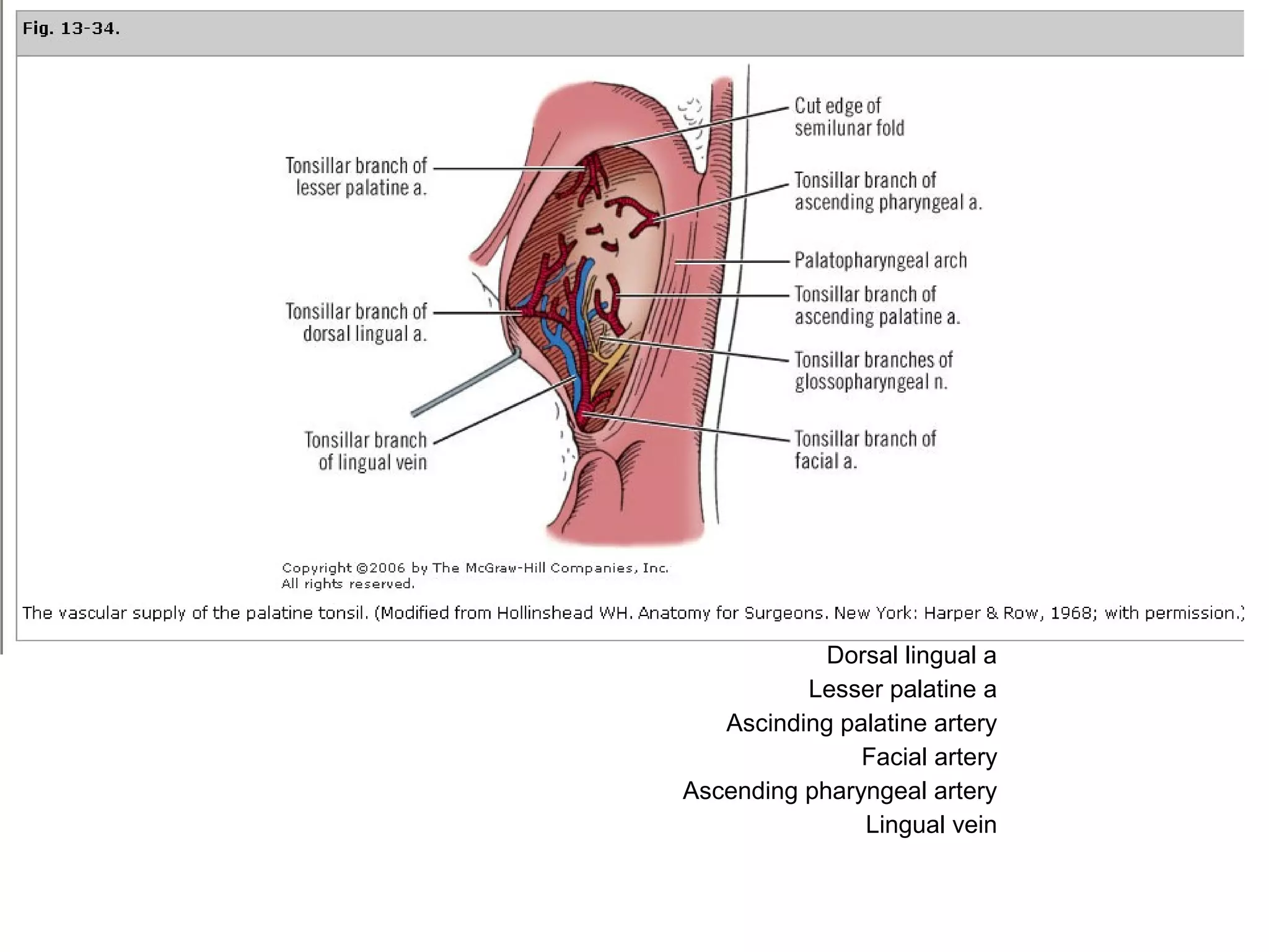Anatomy of Soft palate | PPT