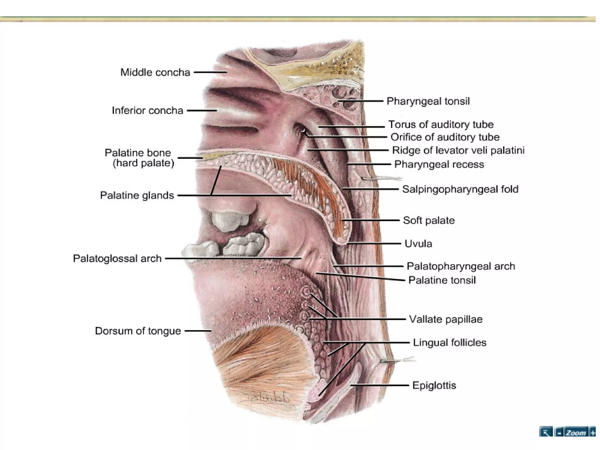 Anatomy of Soft palate | PPT