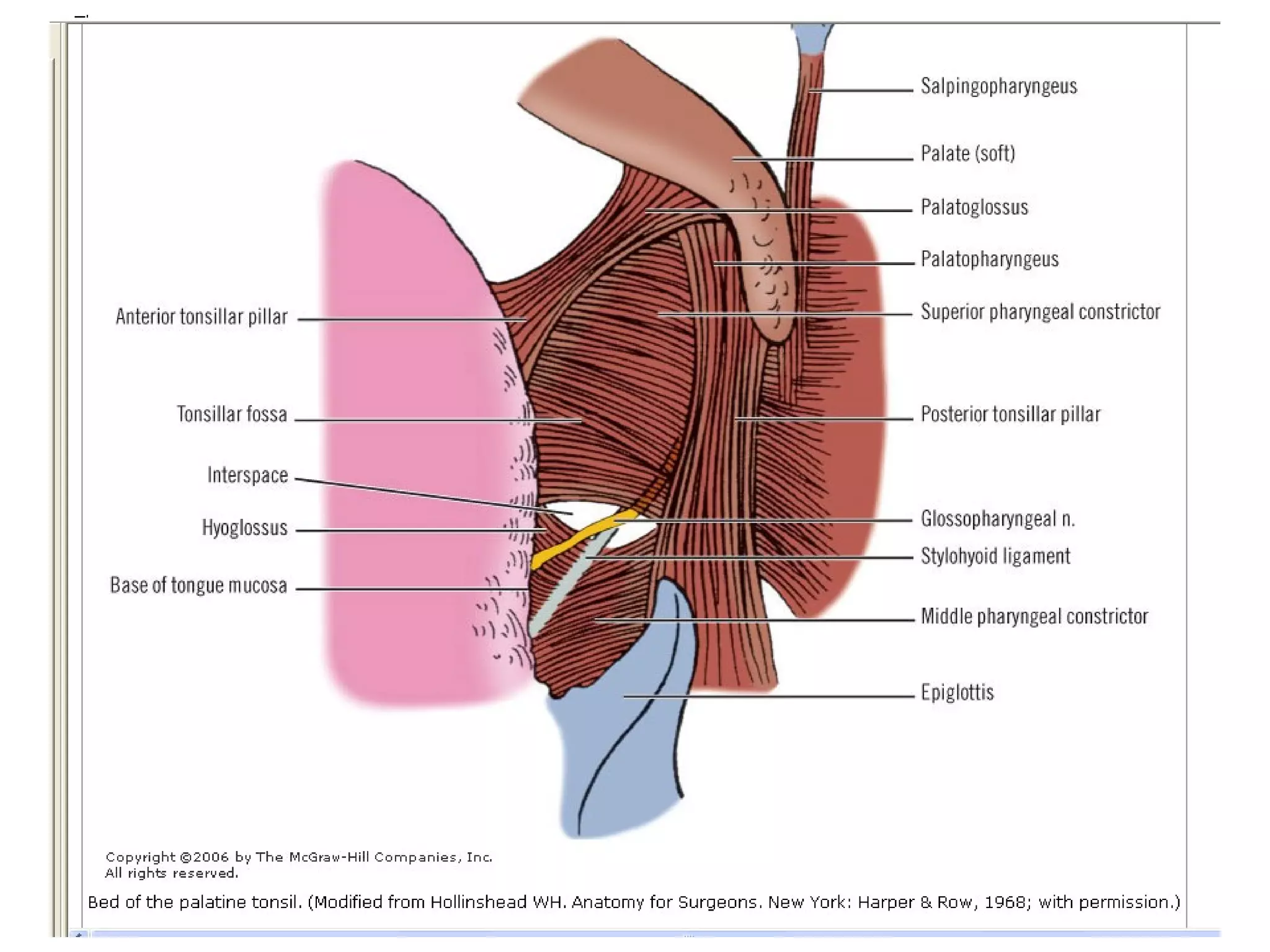Anatomy of Soft palate | PPT
