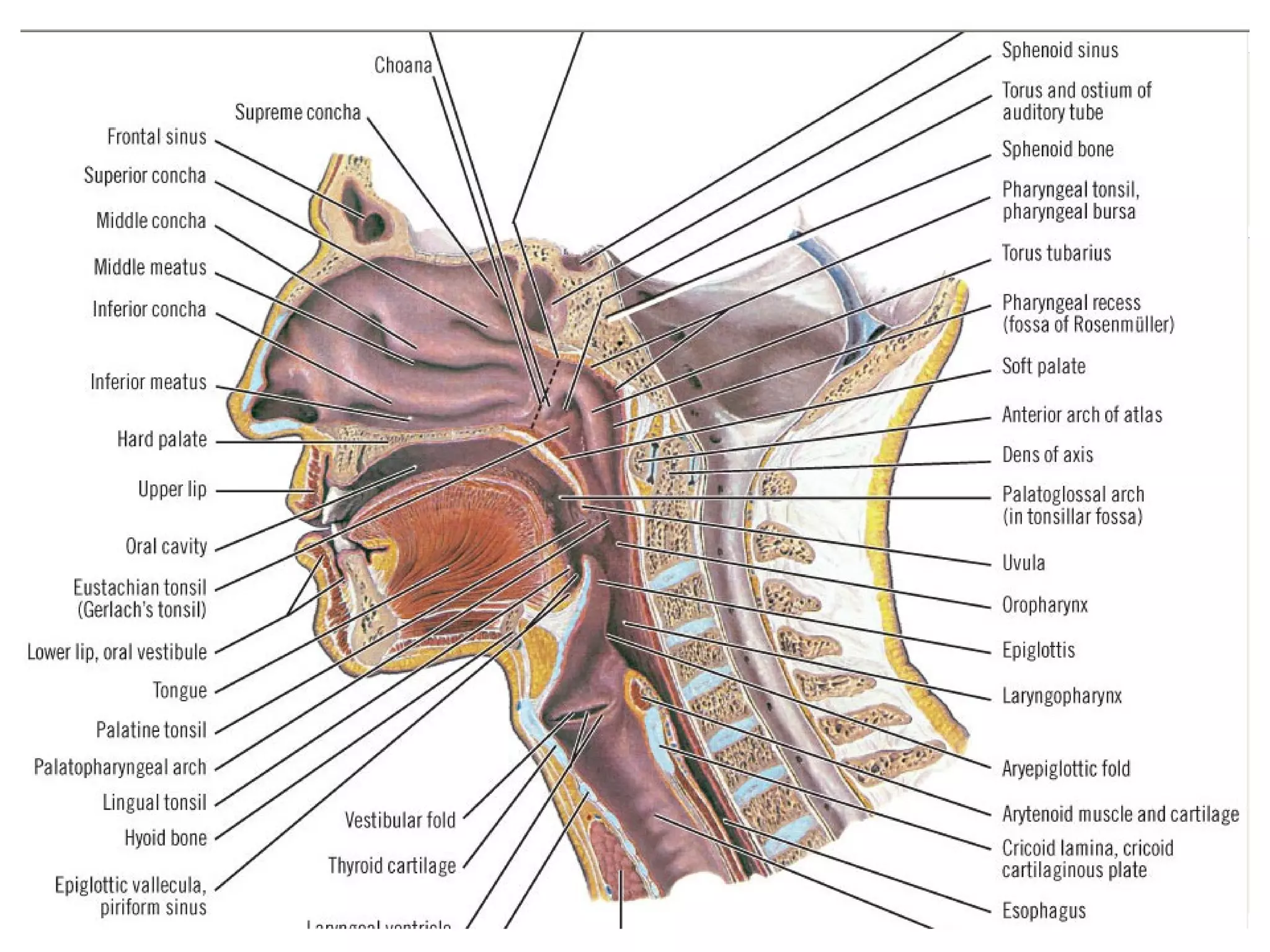 Anatomy of Soft palate | PPT