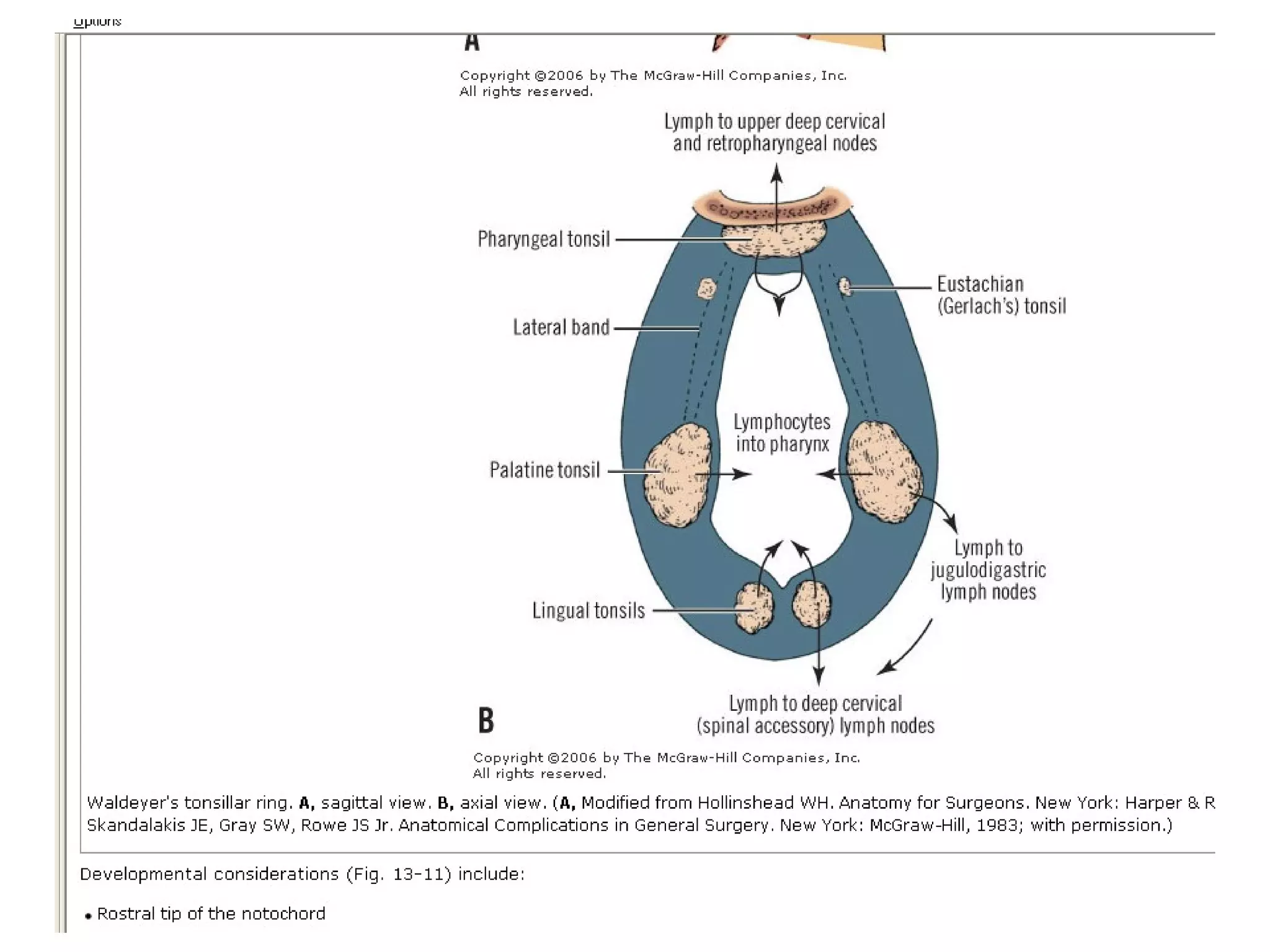 Anatomy of Soft palate | PPT