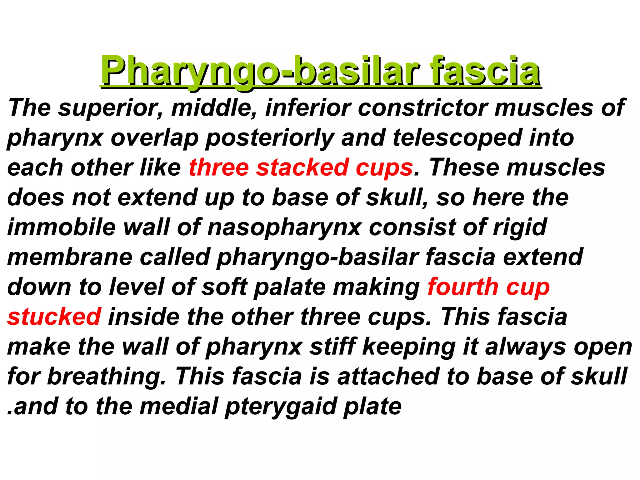 Anatomy of Soft palate | PPT