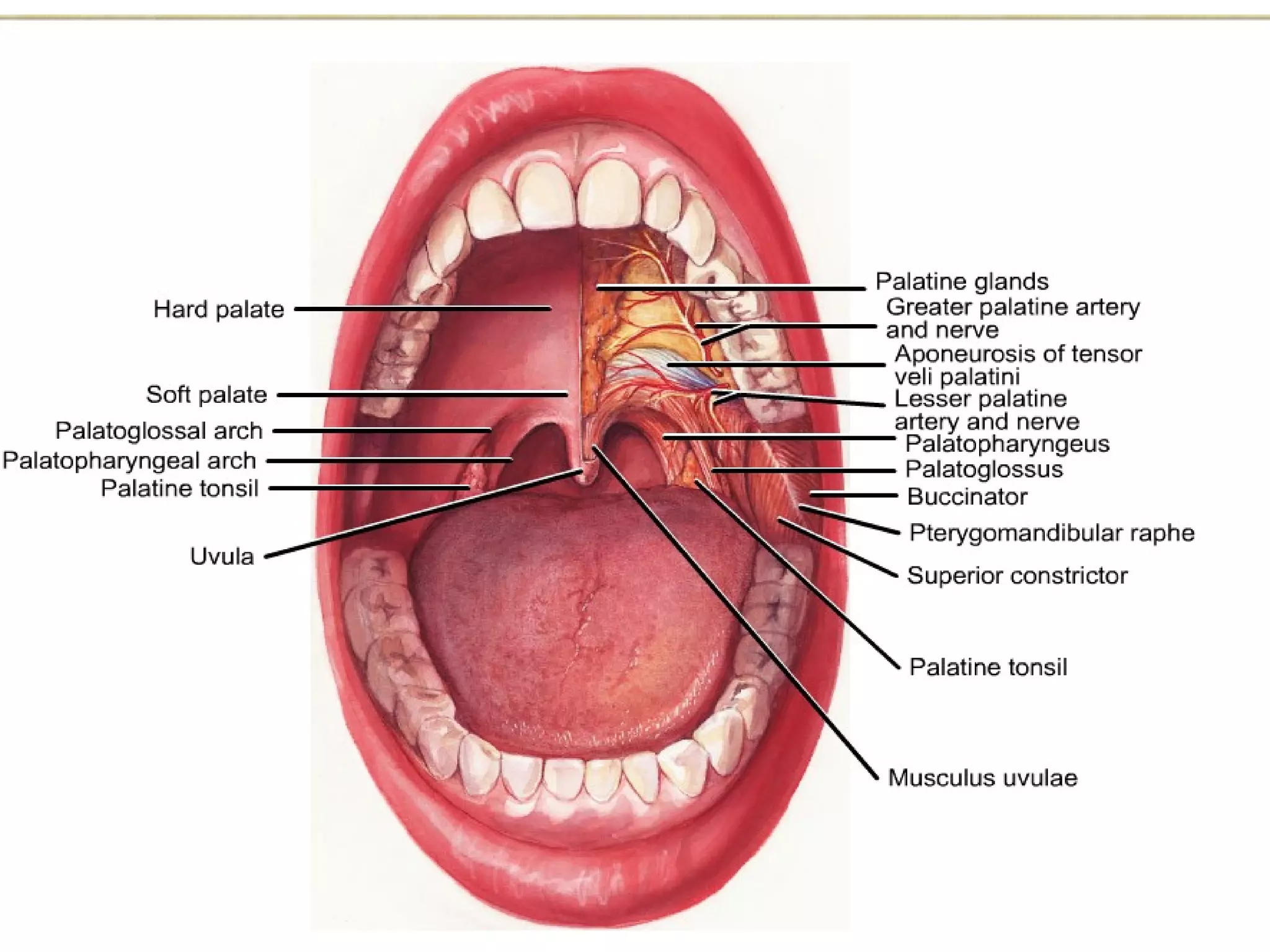Anatomy of Soft palate | PPT