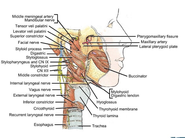 Anatomy of Soft palate | PPT