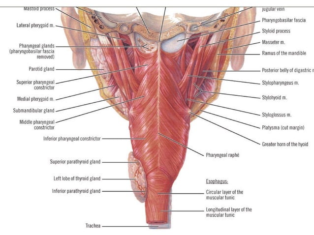 Anatomy of Soft palate | PPT