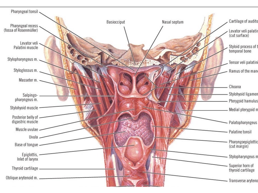 Anatomy of Soft palate