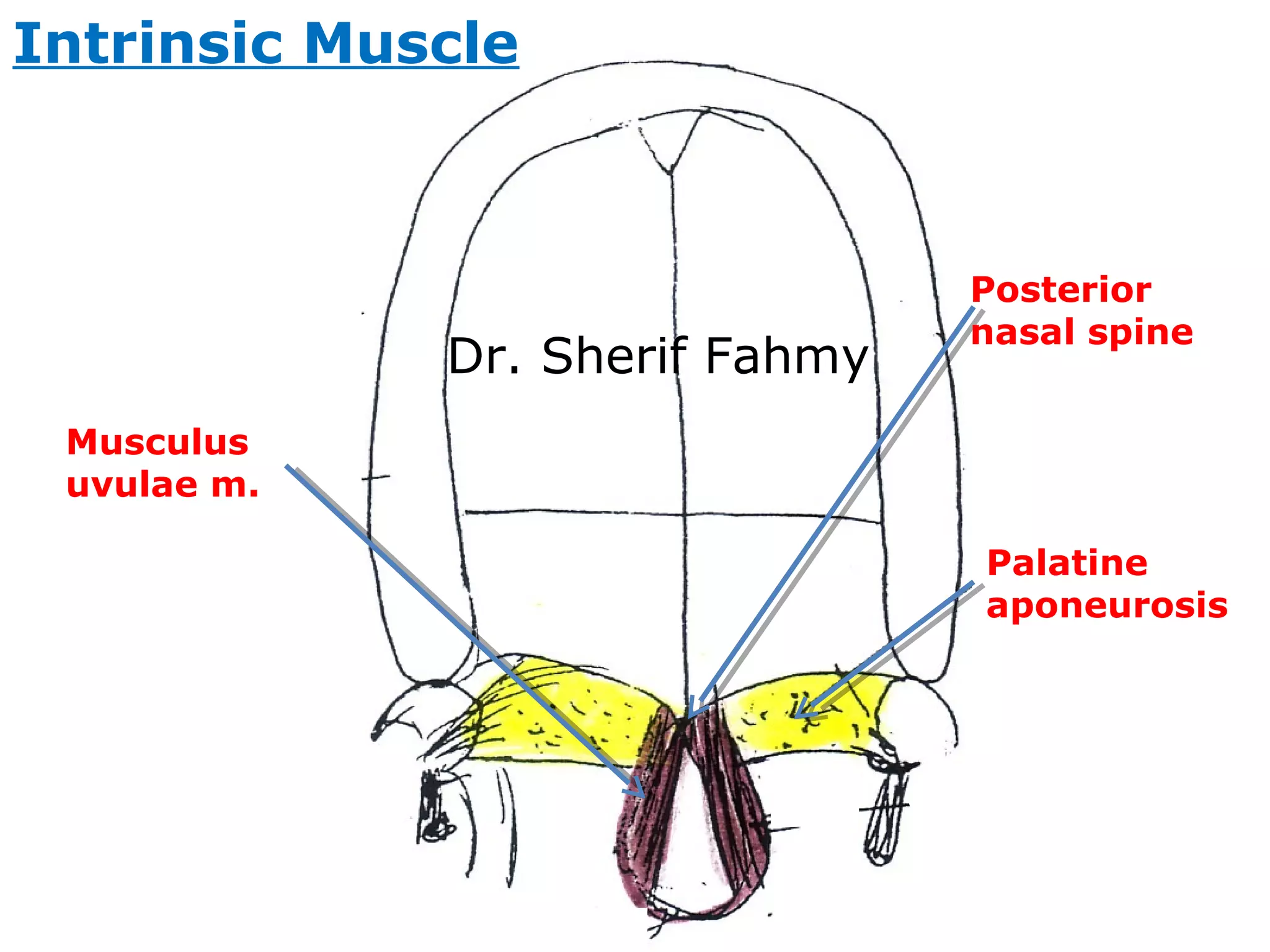 Soft Palate (Anatomy of the Neck) | PPS
