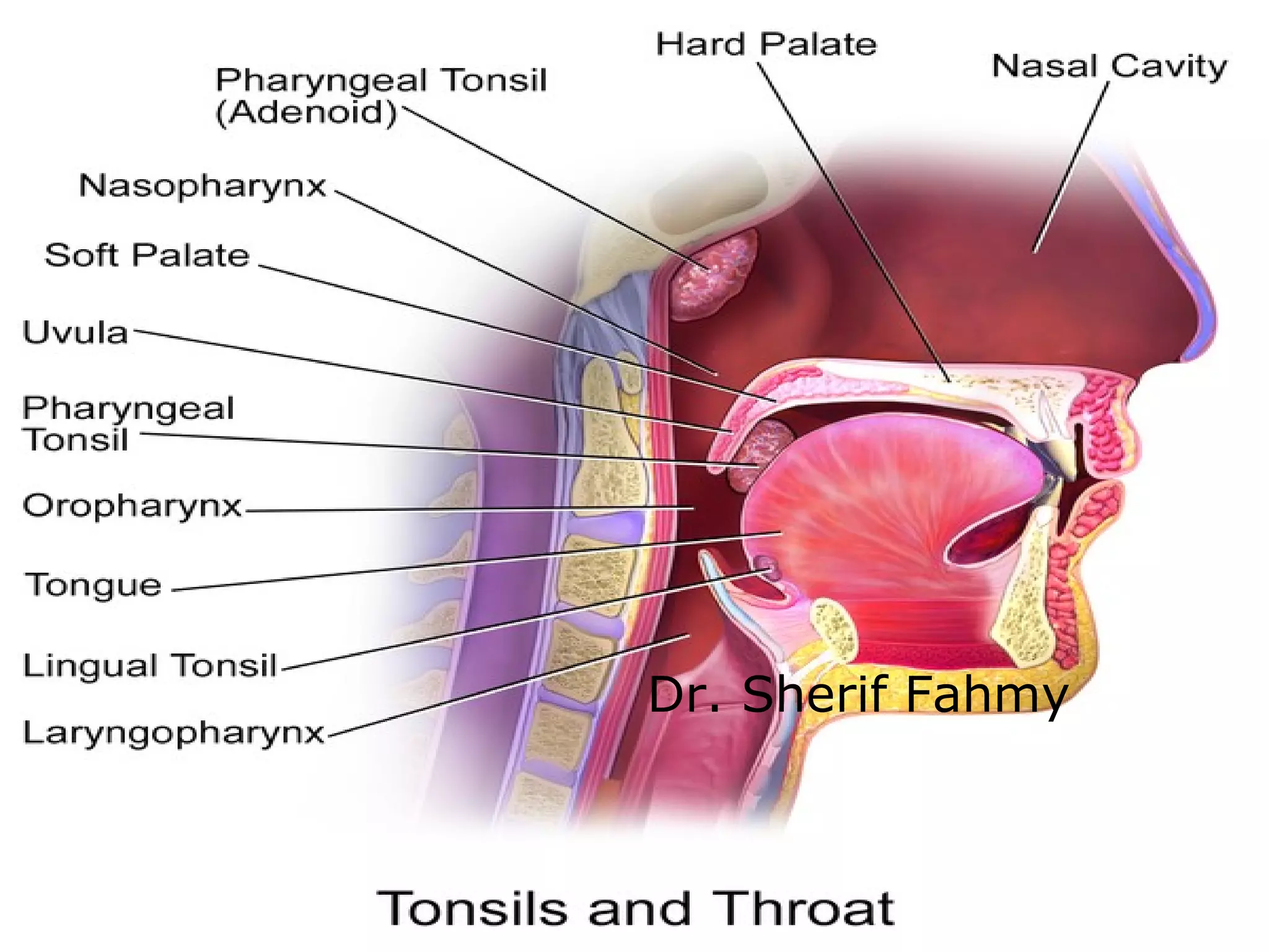 Soft Palate (Anatomy of the Neck) | PPS