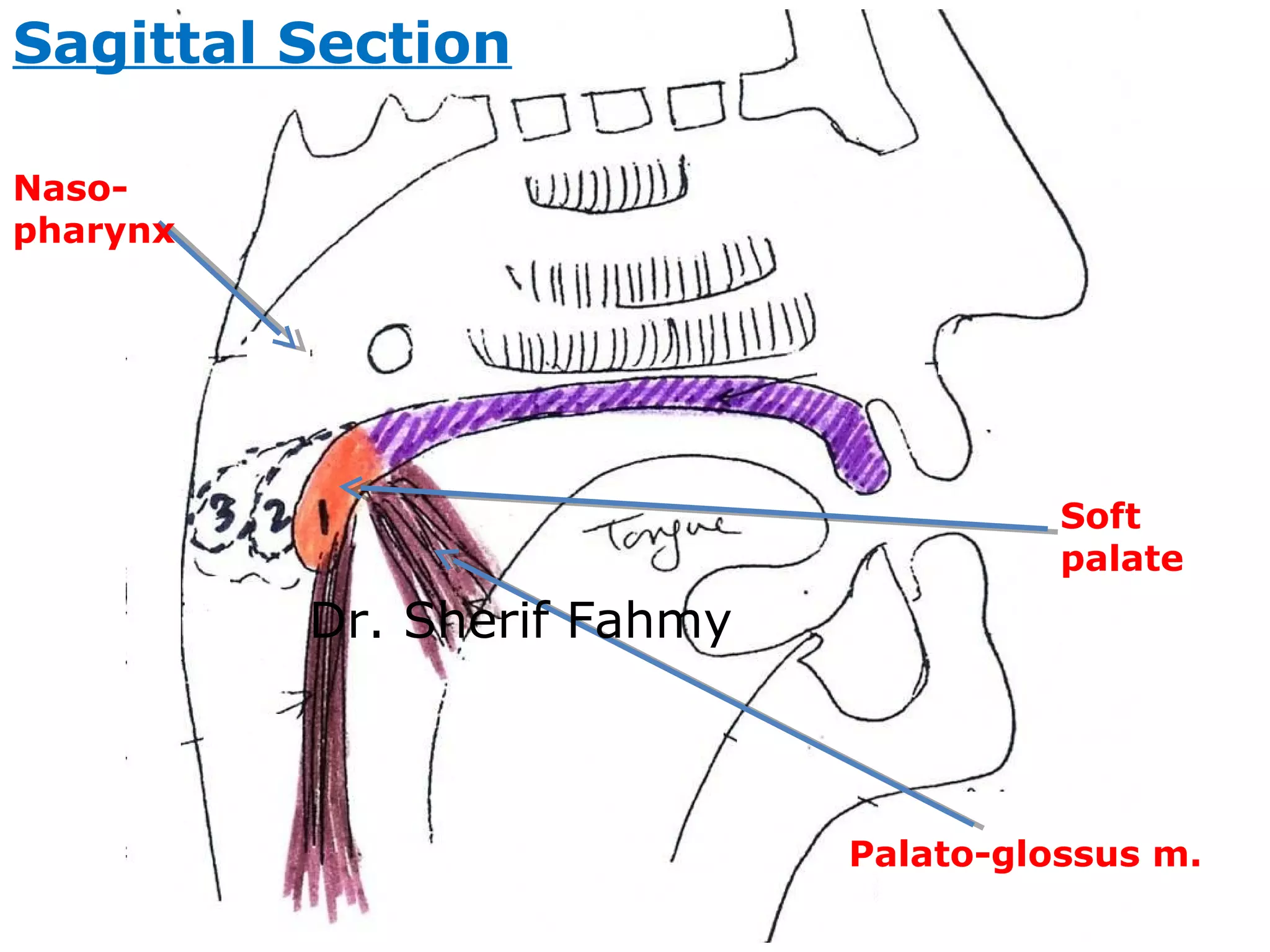 Soft Palate (Anatomy of the Neck) | PPS