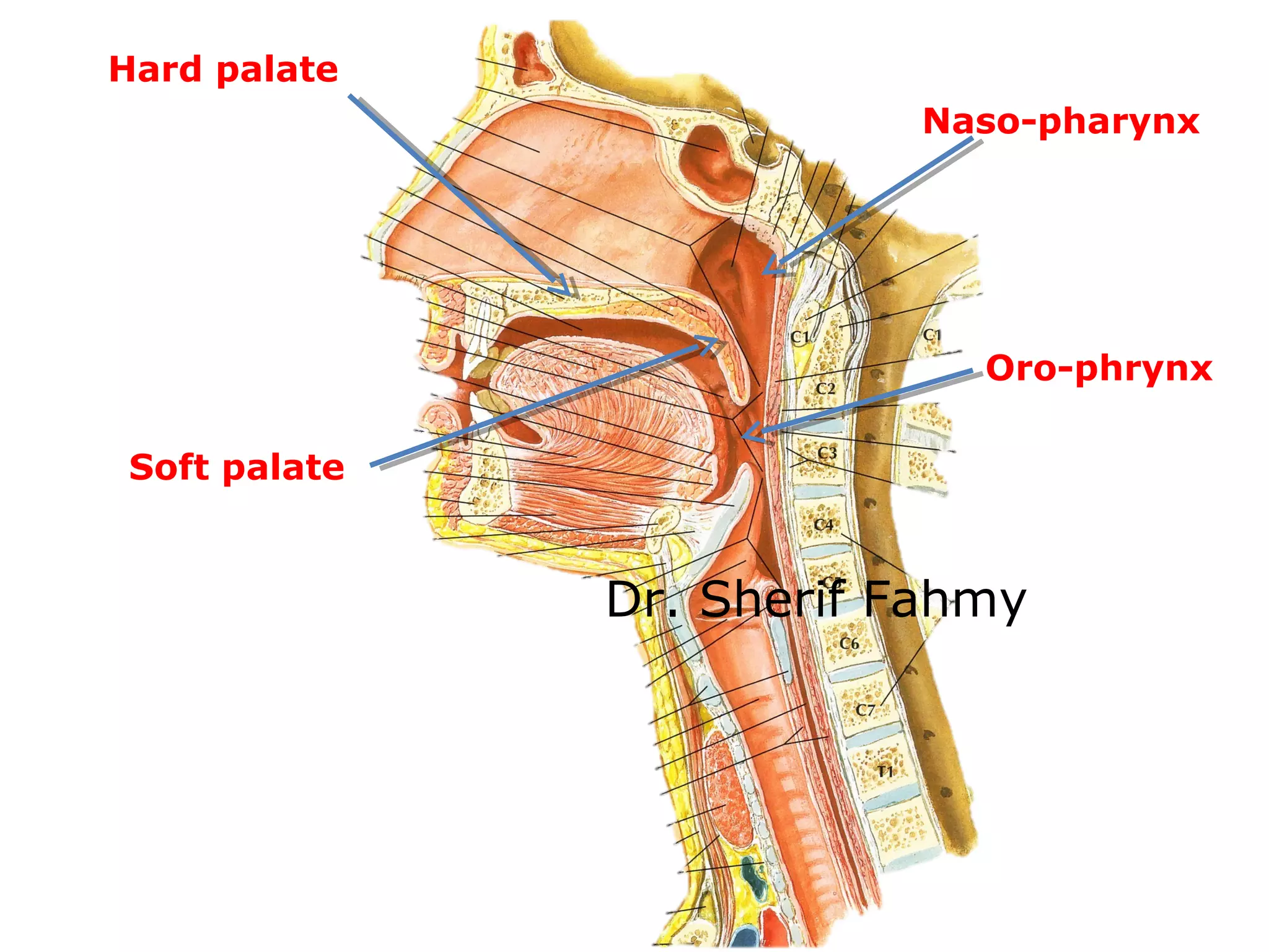 Soft Palate (Anatomy of the Neck) | PPS