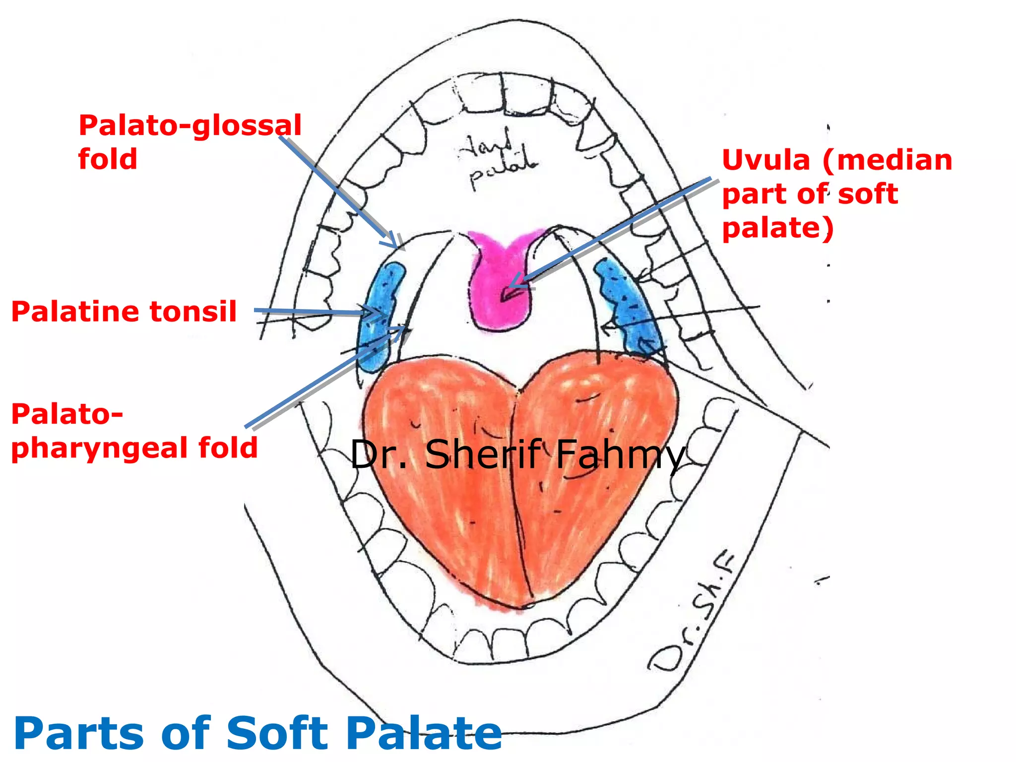 Soft Palate (Anatomy of the Neck) | PPS