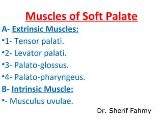 Soft Palate (Anatomy of the Neck) | PPS