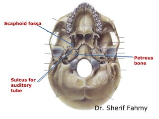 Soft Palate (Anatomy of the Neck) | PPS