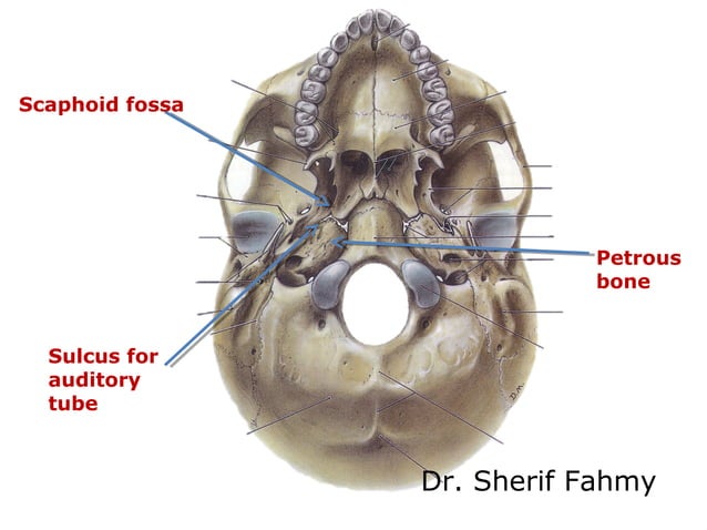 Soft Palate (Anatomy of the Neck) | PPT