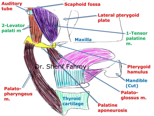 Soft Palate (Anatomy of the Neck) | PPT