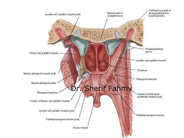 Soft Palate (Anatomy of the Neck) | PPT