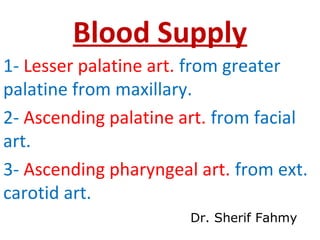 Soft Palate (Anatomy of the Neck) | PPS