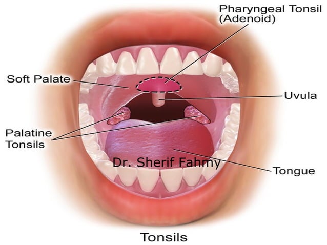 Soft Palate (Anatomy of the Neck) | PPT