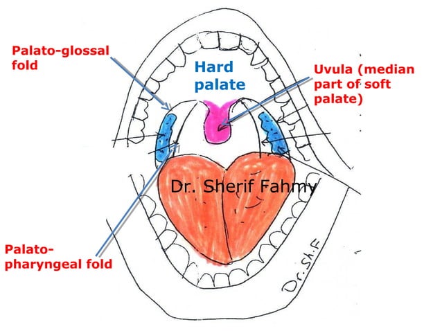 Soft Palate (Anatomy of the Neck) | PPT