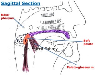 Soft Palate (Anatomy of the Neck) | PPS