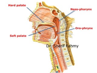 Soft Palate (Anatomy of the Neck) | PPS