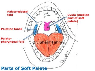 Soft Palate (Anatomy of the Neck) | PPS