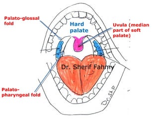 Uvula Anatomy