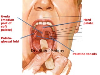 Uvula Anatomy