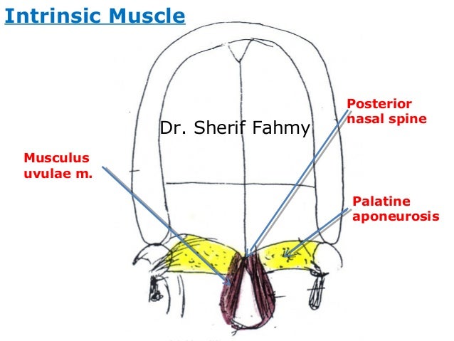 Soft Palate (Anatomy of the Neck)