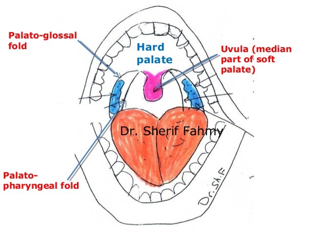 Soft Palate (Anatomy of the Neck)