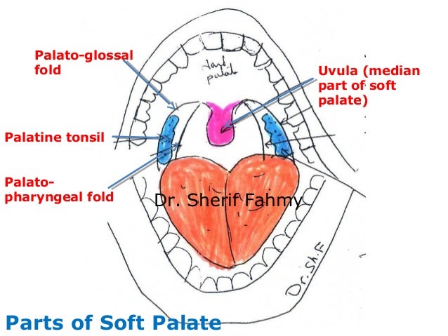 Soft Palate (Anatomy of the Neck)