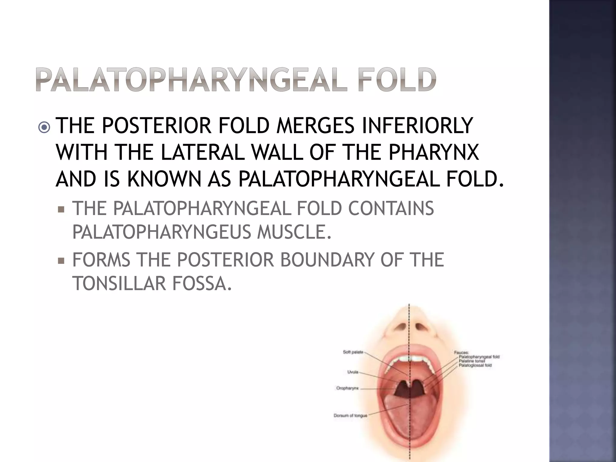 Soft Palate | PPTX