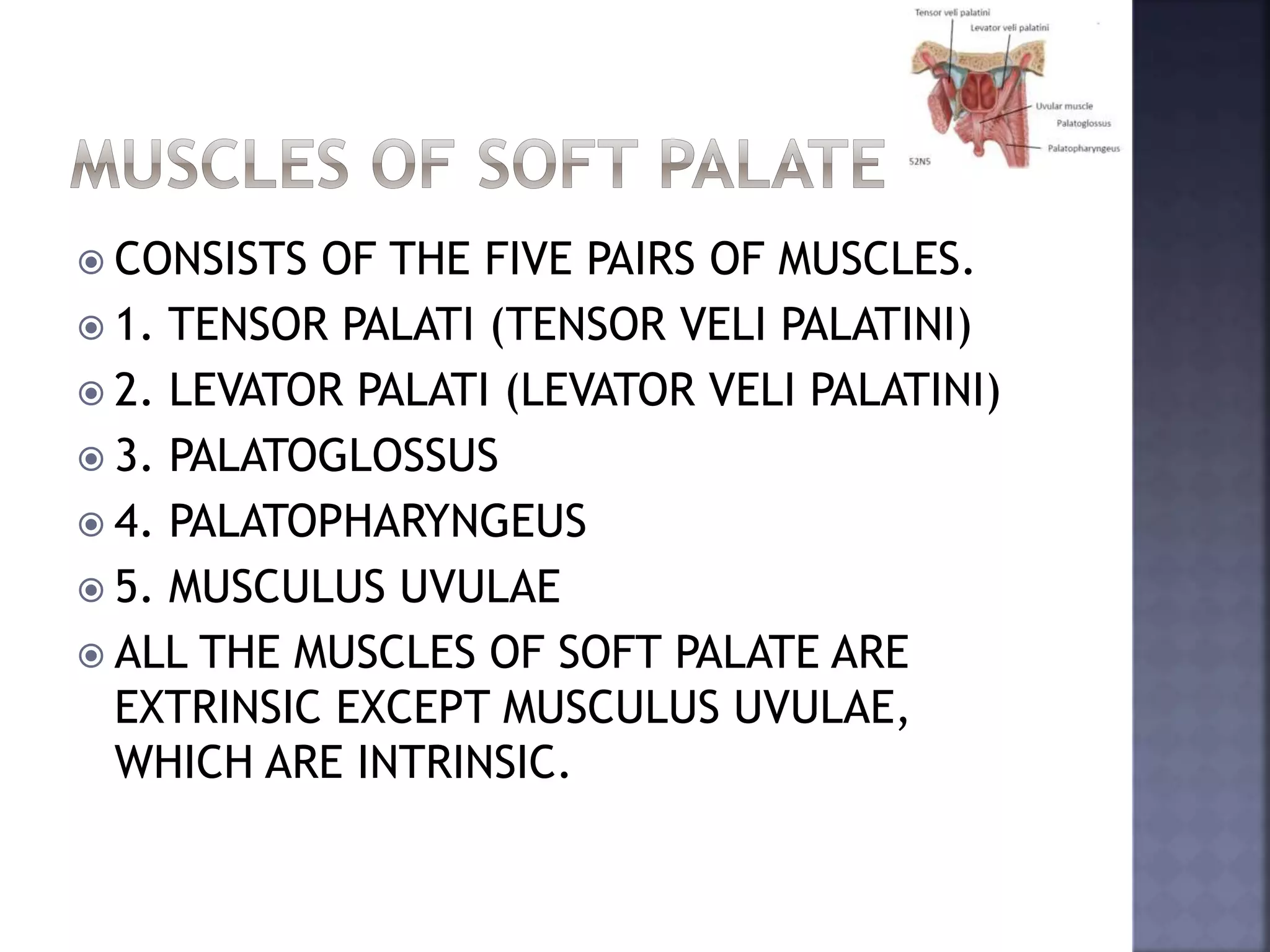Soft Palate | PPTX