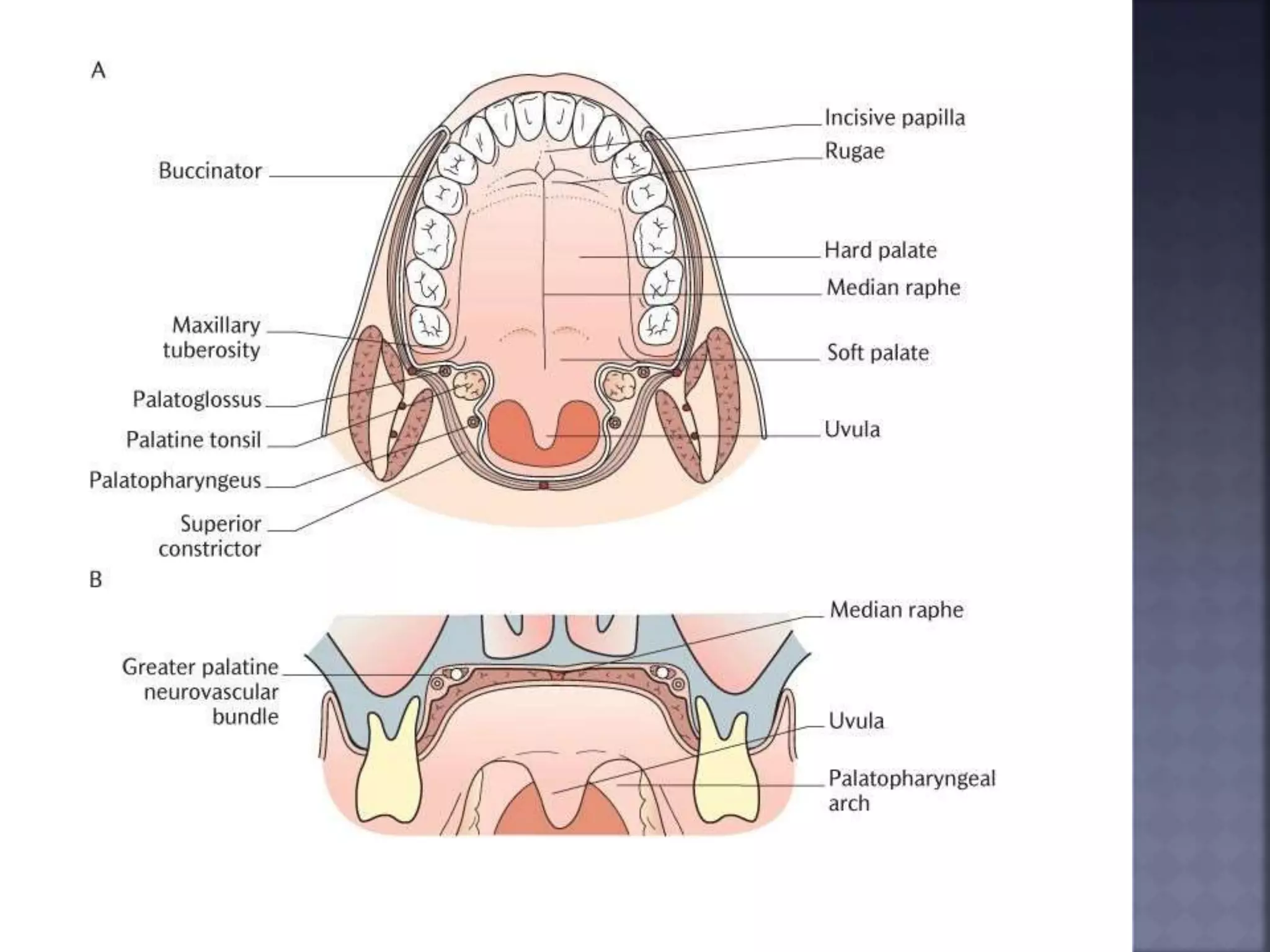Soft Palate | PPTX