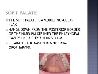 Soft Palate | PPTX