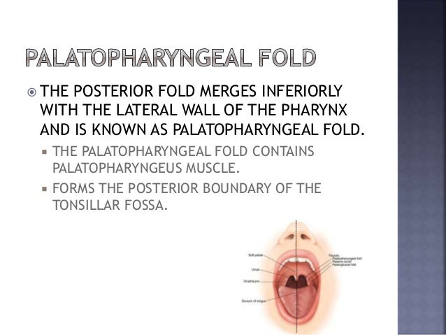 Soft Palate