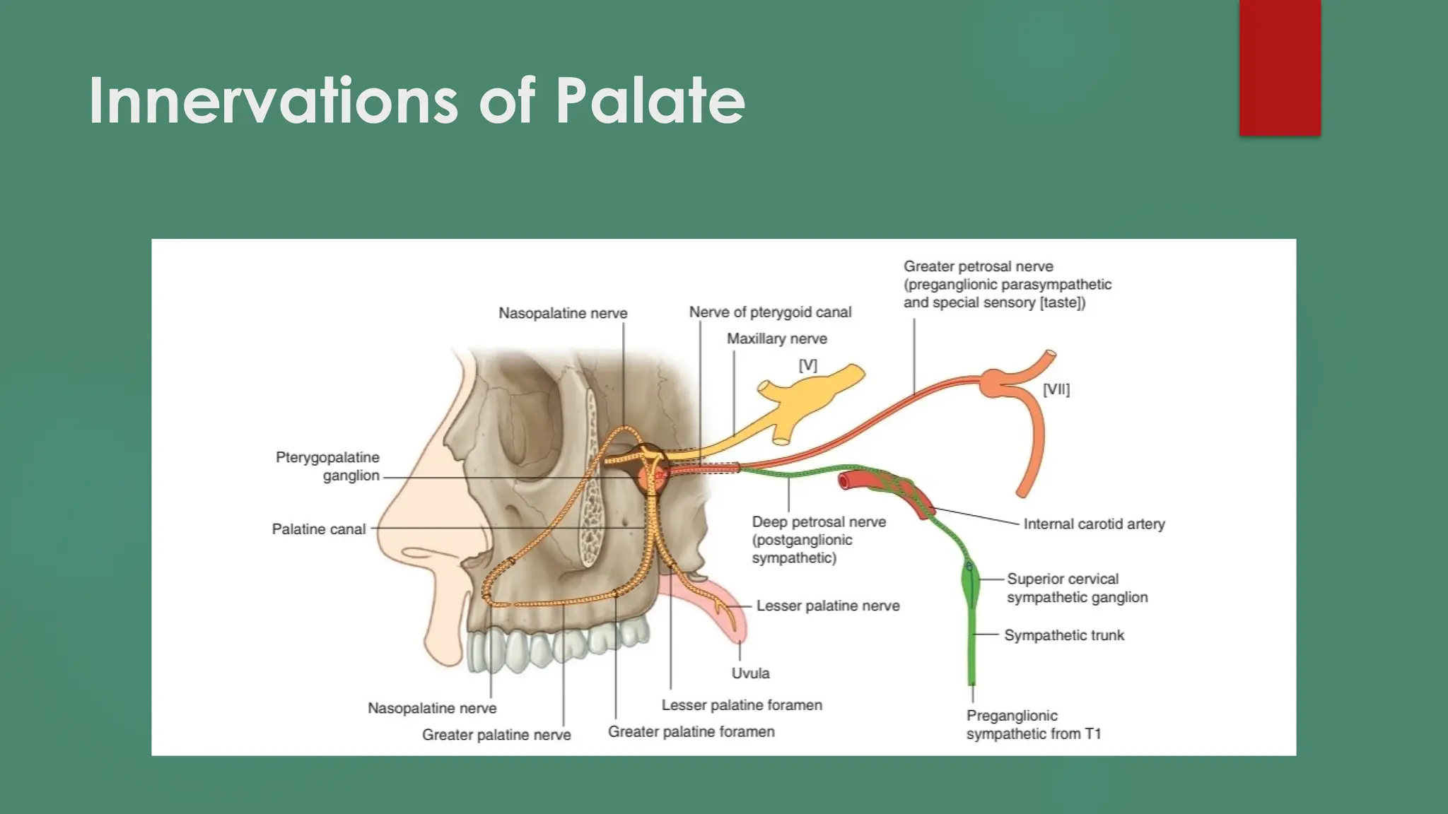 Soft Palate anatomy muscles blood supplies and innervations.pptx