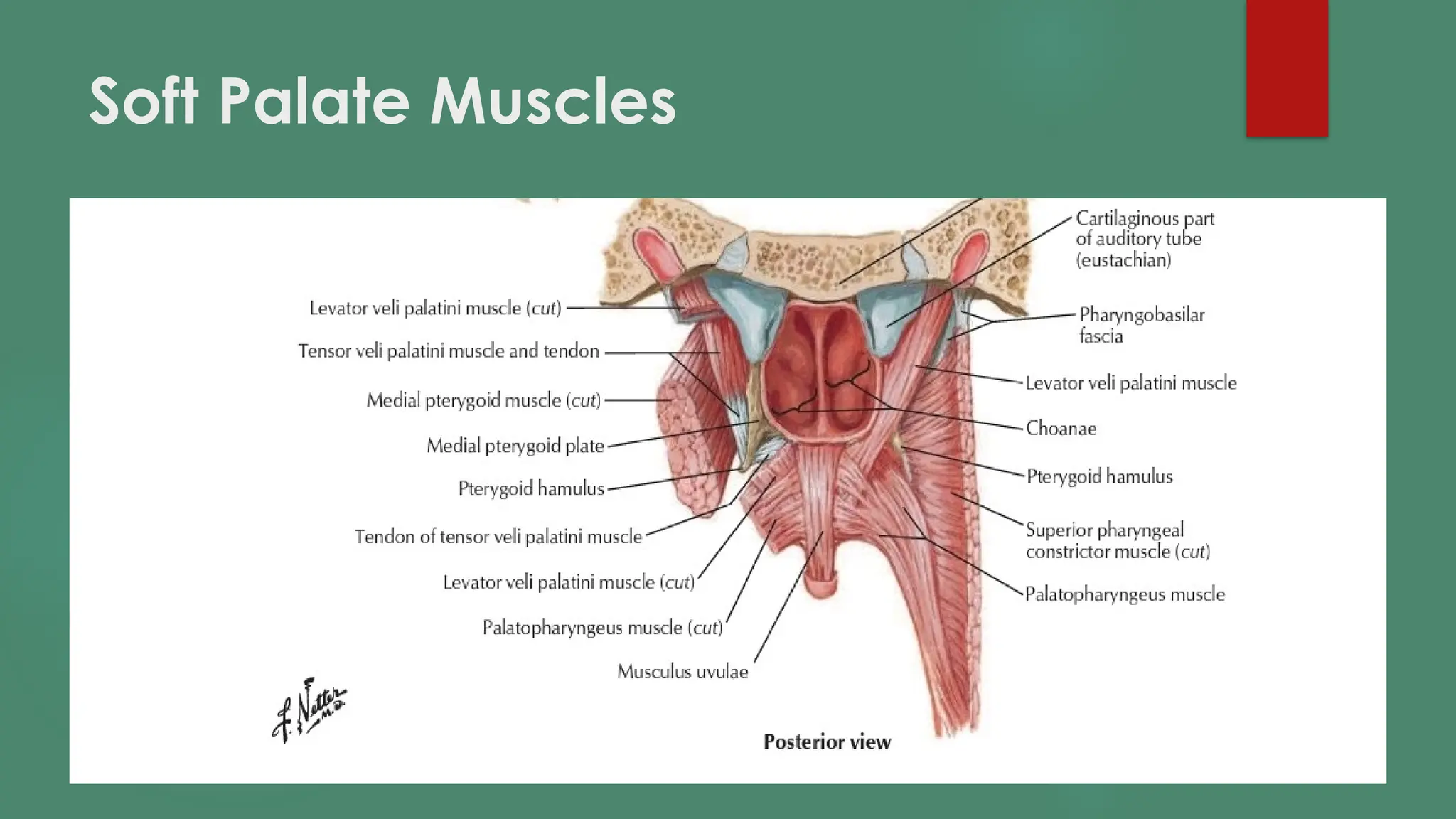 Soft Palate anatomy muscles blood supplies and innervations.pptx