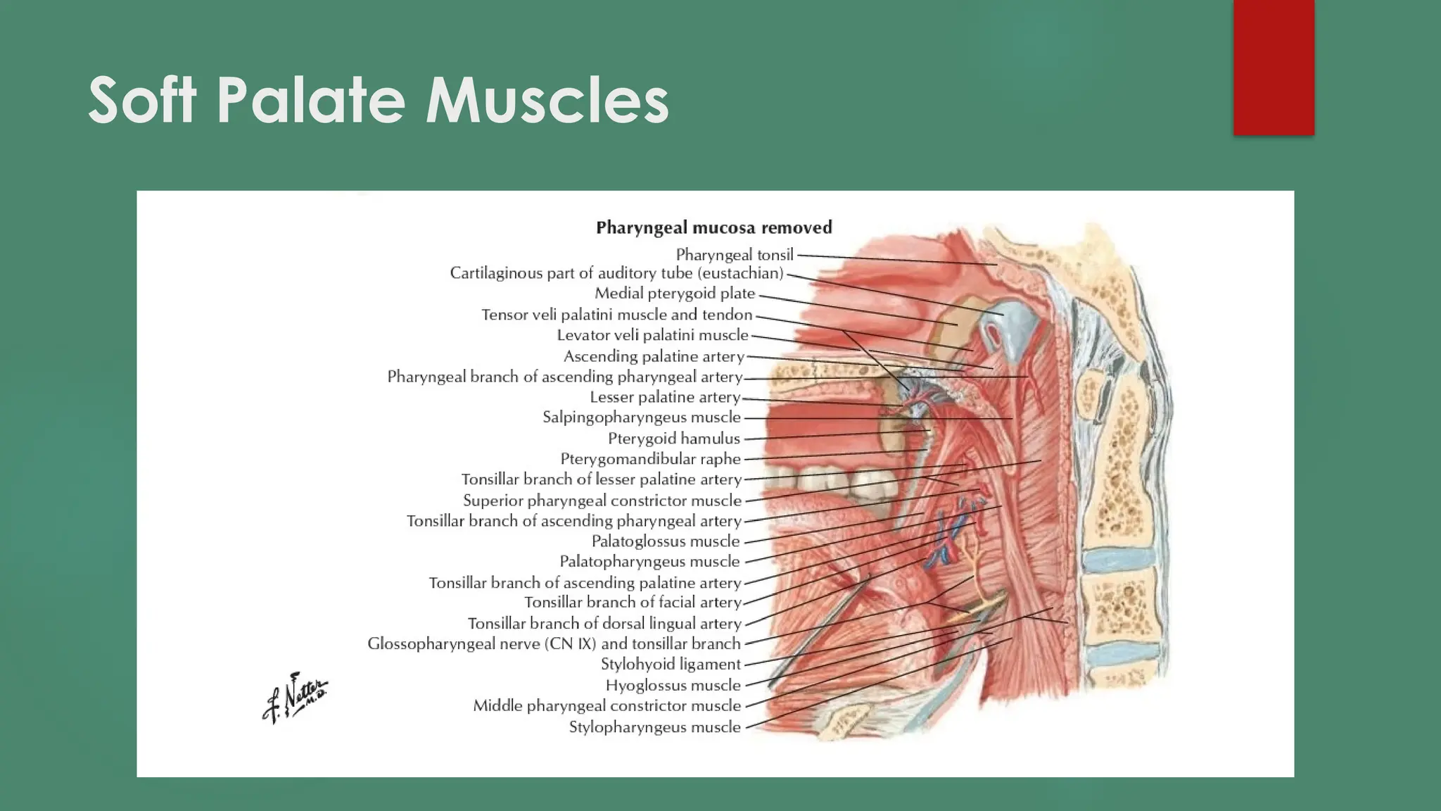 Soft Palate anatomy muscles blood supplies and innervations.pptx