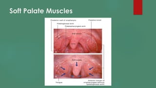 Soft Palate anatomy muscles blood supplies and innervations.pptx