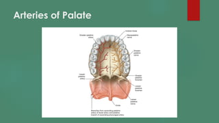 Soft Palate anatomy muscles blood supplies and innervations.pptx