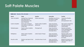 Soft Palate anatomy muscles blood supplies and innervations.pptx