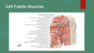 Soft Palate anatomy muscles blood supplies and innervations.pptx