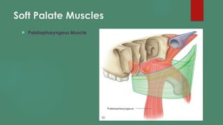 Soft Palate anatomy muscles blood supplies and innervations.pptx