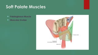 Soft Palate anatomy muscles blood supplies and innervations.pptx
